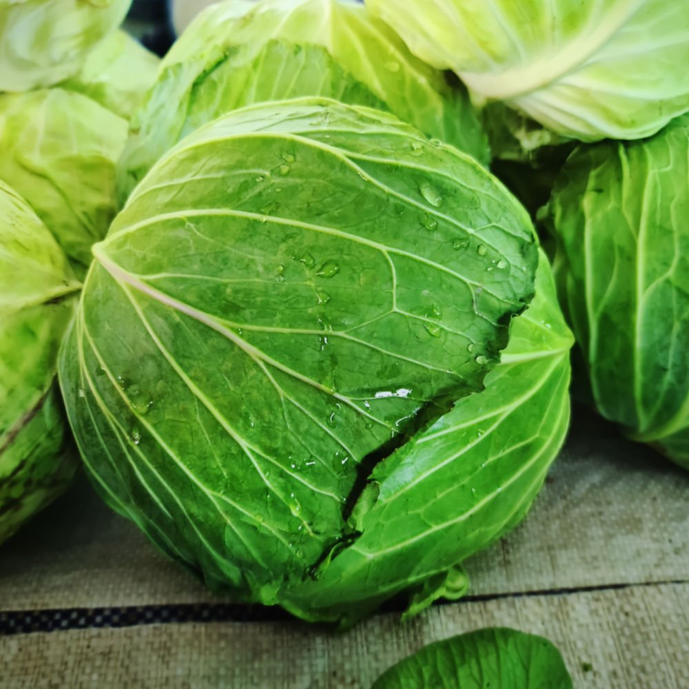 Cabbage (Patta Gobhi) - Farmers Family