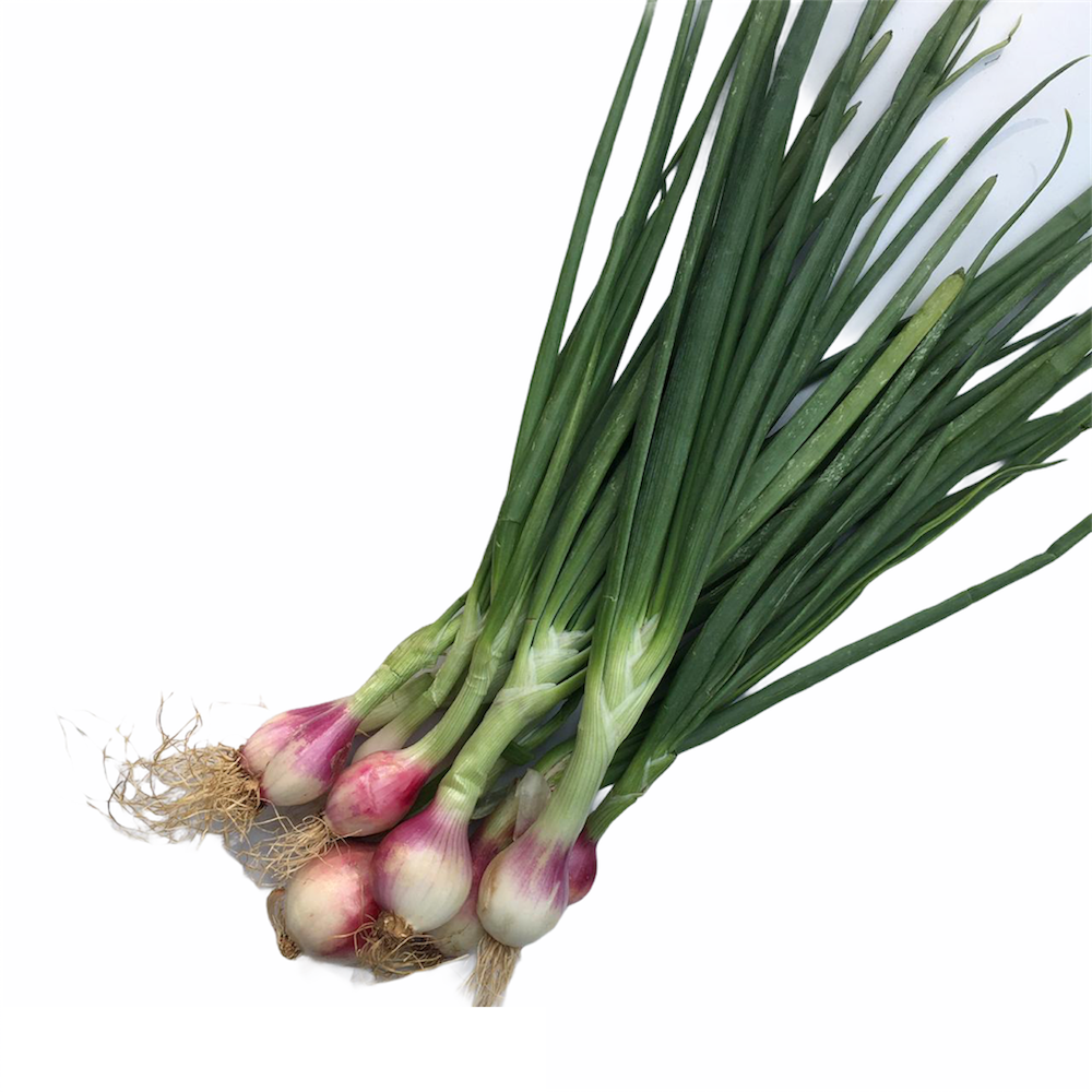 Spring Onion(Hara Pyaz) - Farmers Family